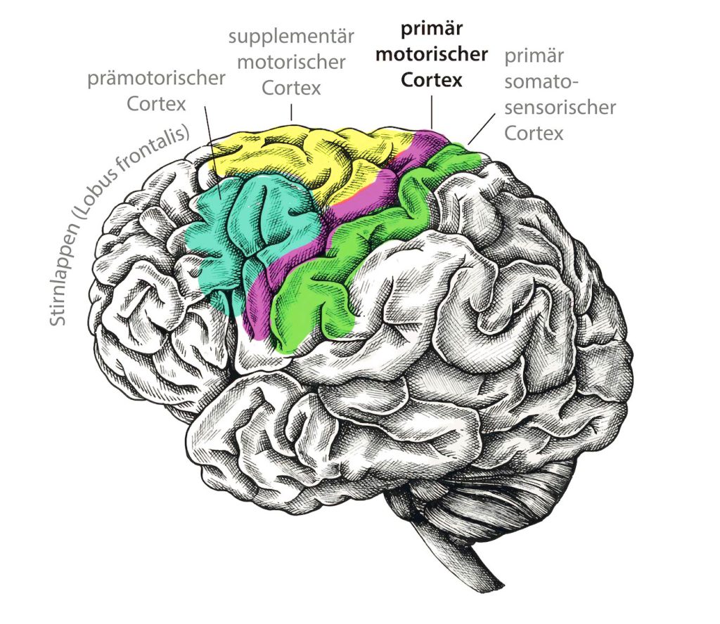 Yoga und die neuronale Plastizität – der Körper lernt ein Leben lang ...